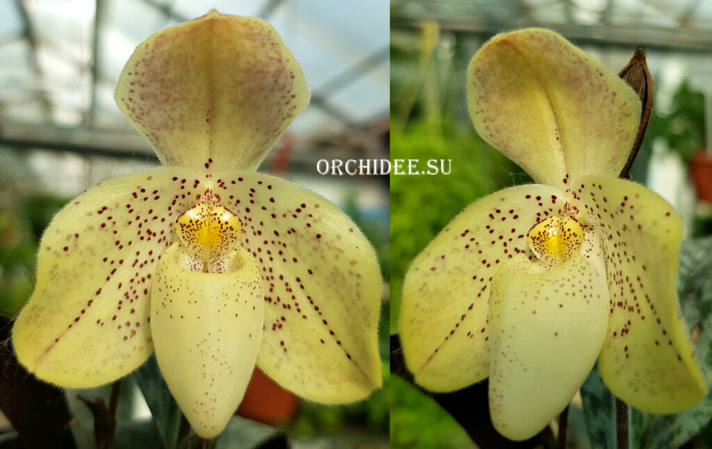 Paphiopedilum concolor var. striatum – Орхидеи