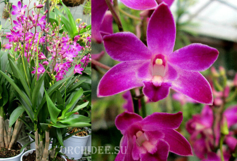 Dendrobium Berry ‘Oda’ = Dendrobium kingianum x Dendrobium ‘Mini Pearl ...