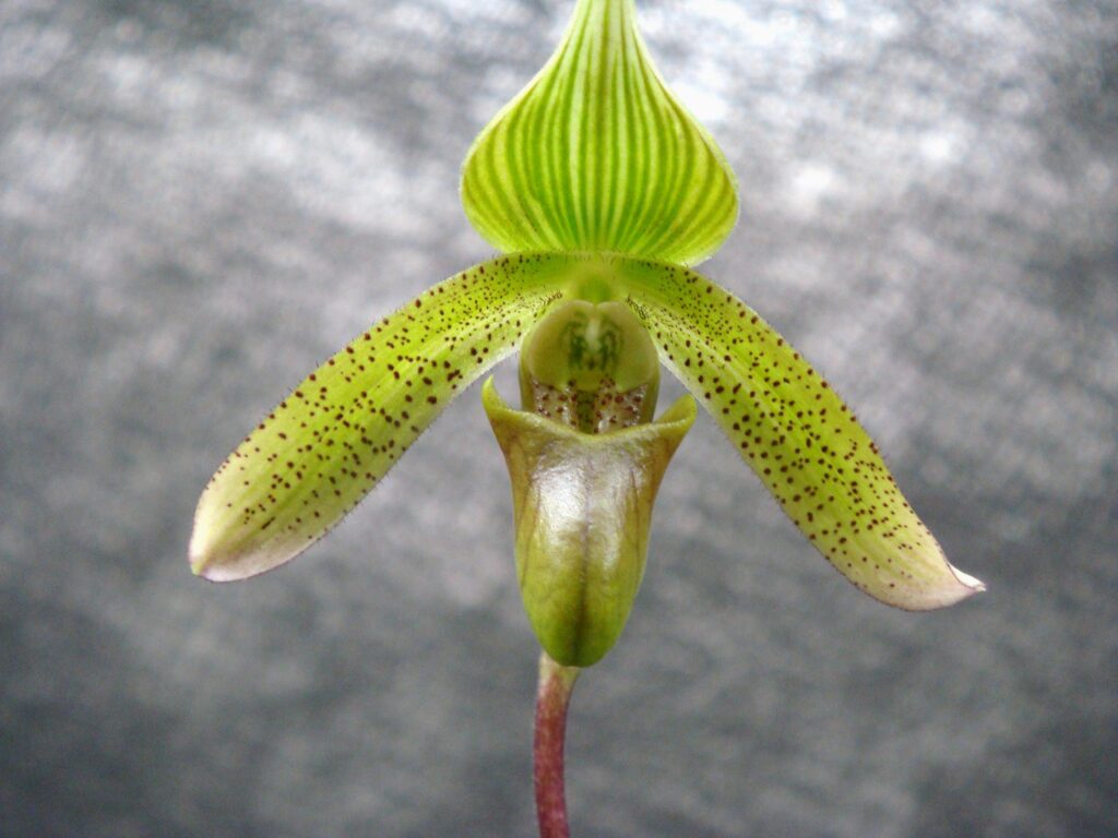 Paphiopedilum javanicum – Орхидеи