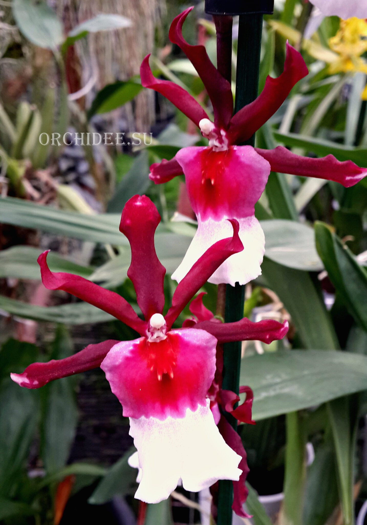 Aliceara Samurai ‘Renaissance Grandeur Fragrant’ – Орхидеи
