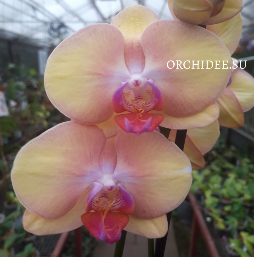 Phalaenopsis PH 166 Miki Peach – Орхидеи