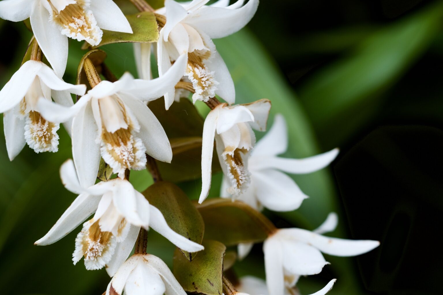 Орхидеи – Интернет магазин