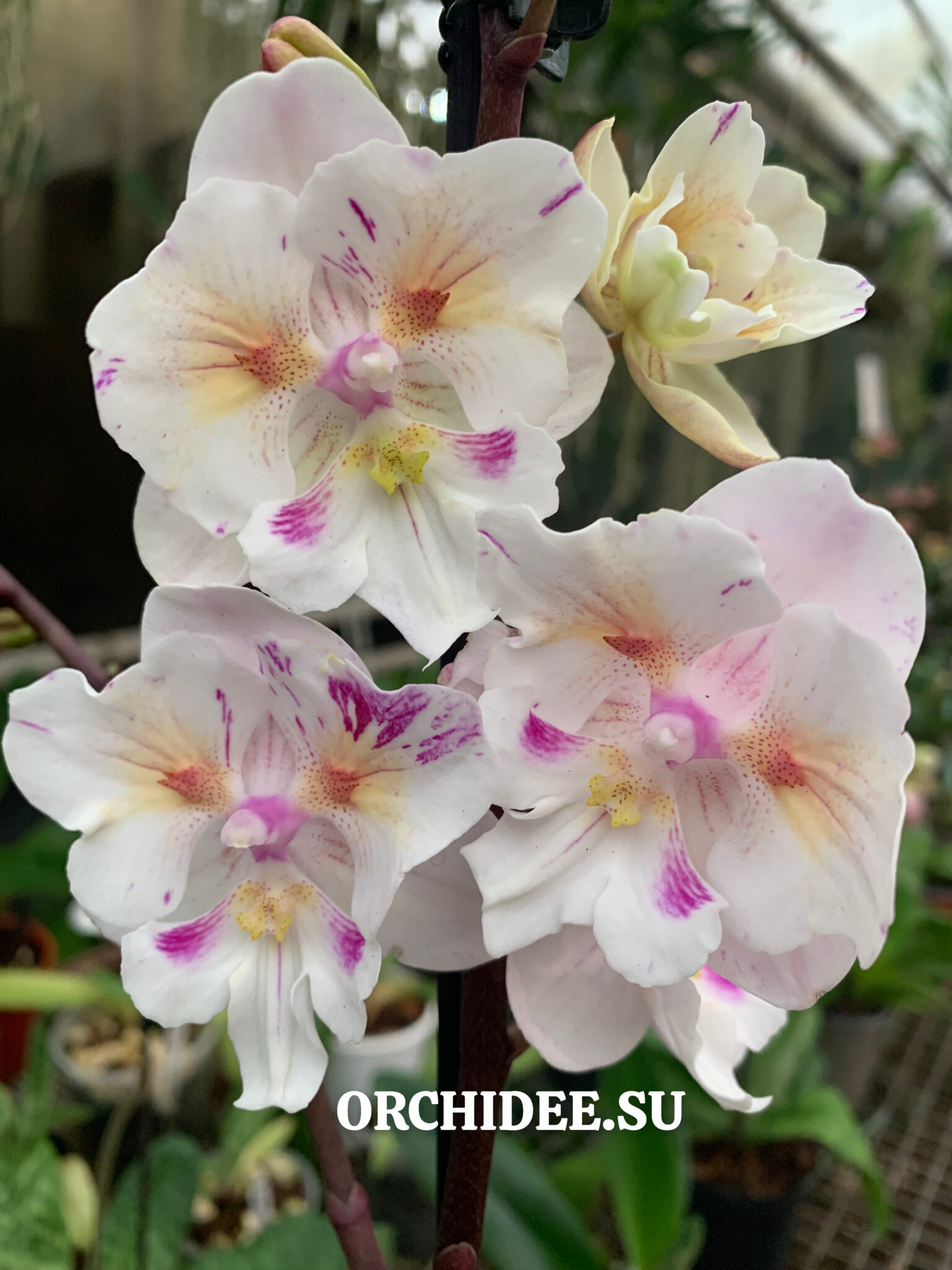 Phalaenopsis PH 390 Popcorn – Орхидеи